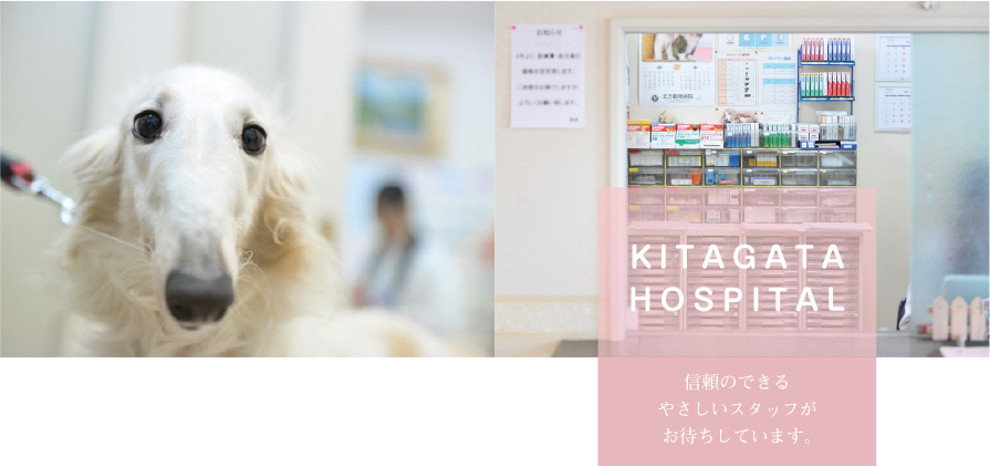 北方動物病院 - KITAGATA Animal Hospital